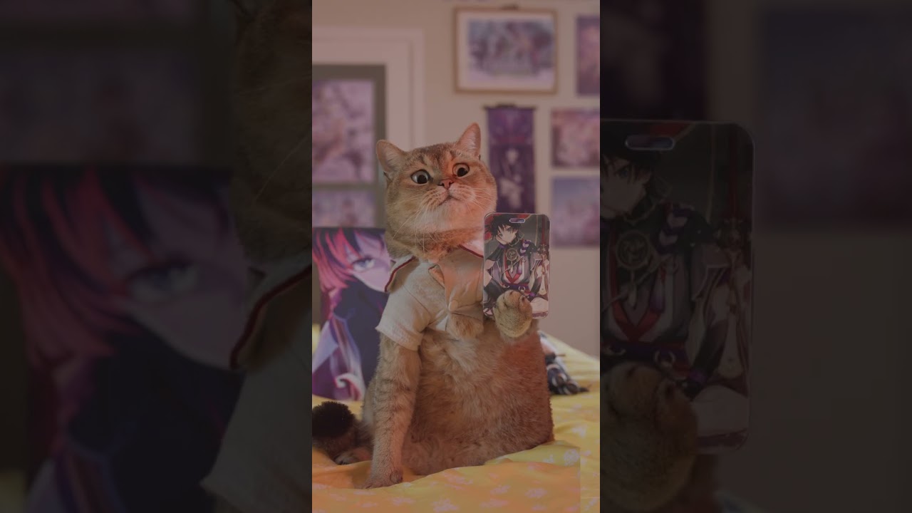 Michael the cat tries to escape the friendzone