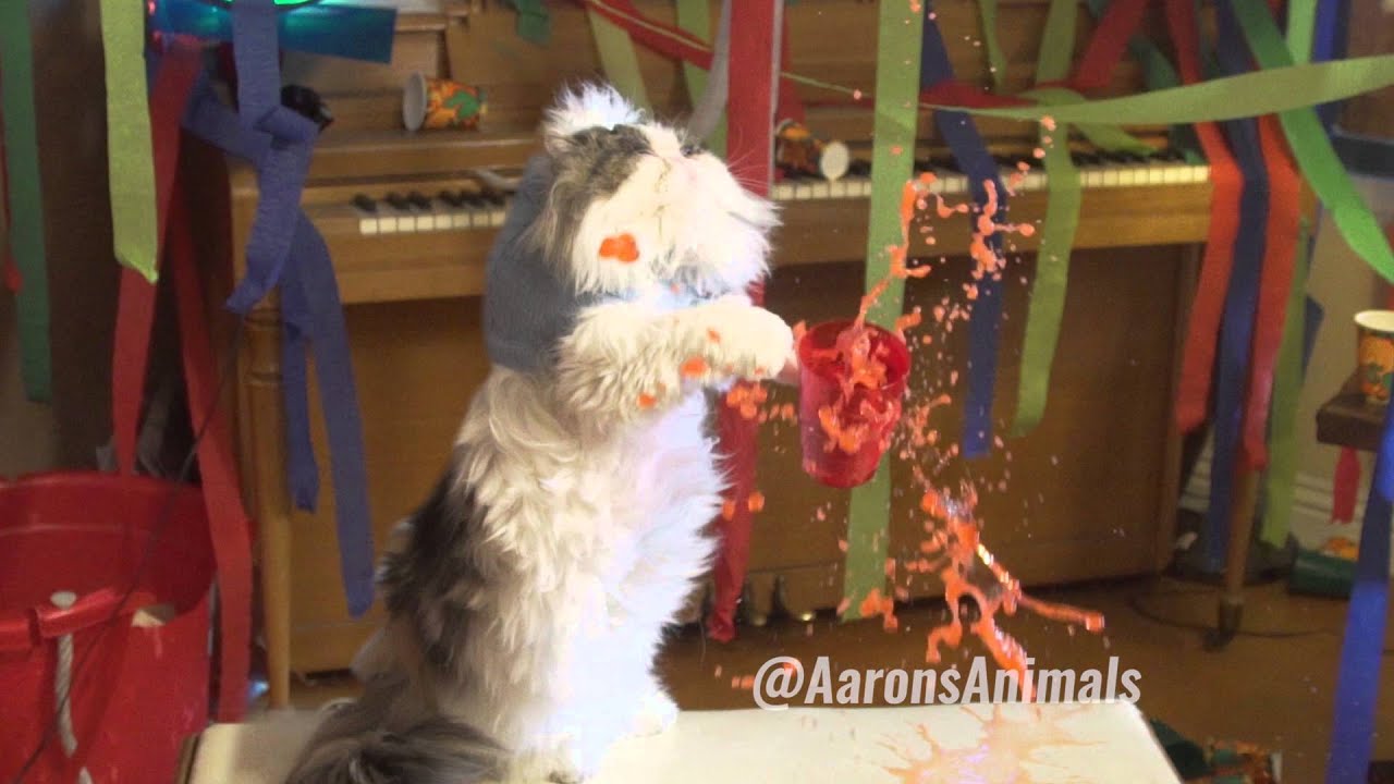 Hilarious: Watch This Epic Cat House Party Unfold