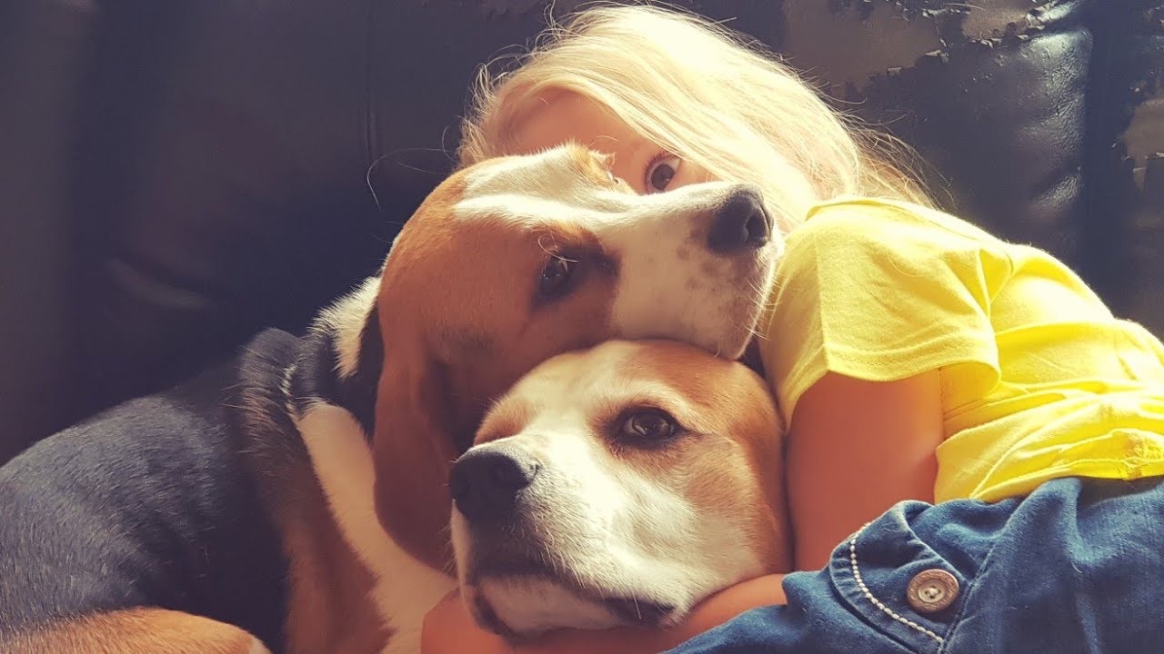 What life is like growing up with beagles