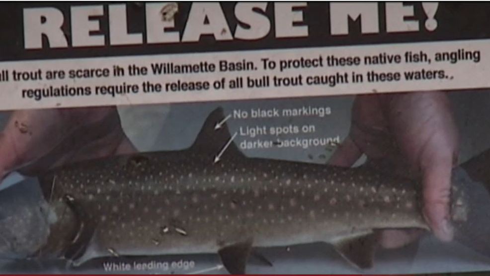 EWEB responds to lawsuit regarding fish passage at dam