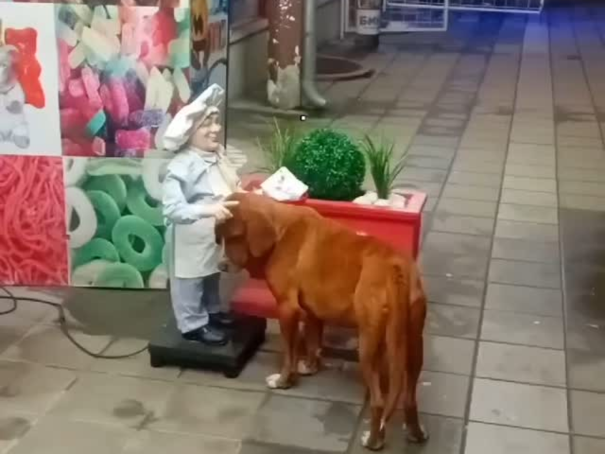 Cachorro viraliza ao parar na calçada para receber carinho de um boneco