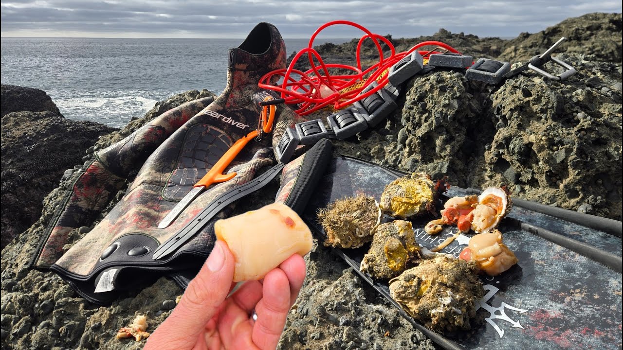 Diving for Rock Scallops Catch and Eat Raw - Sweet Creamy Delicious!