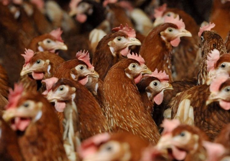 Un premier cas humain de grippe aviaire au Mexique