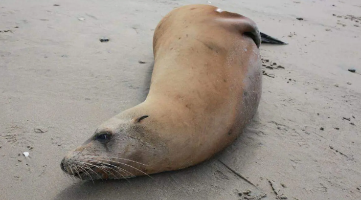 Sick sea lions, other animals stranded on beaches in Baja, Southern ...