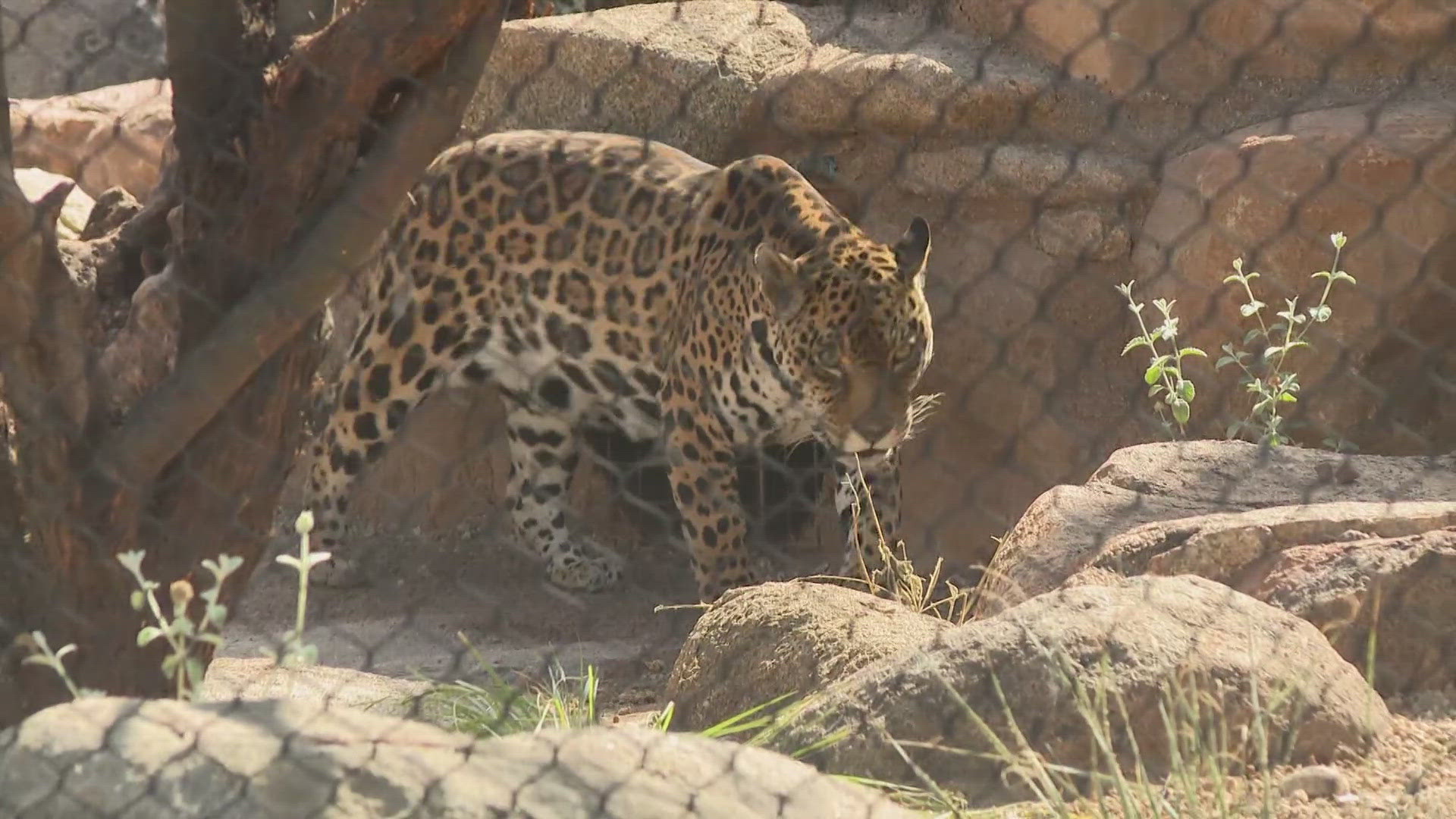 Big cat habitat opens at zoo in Phoenix