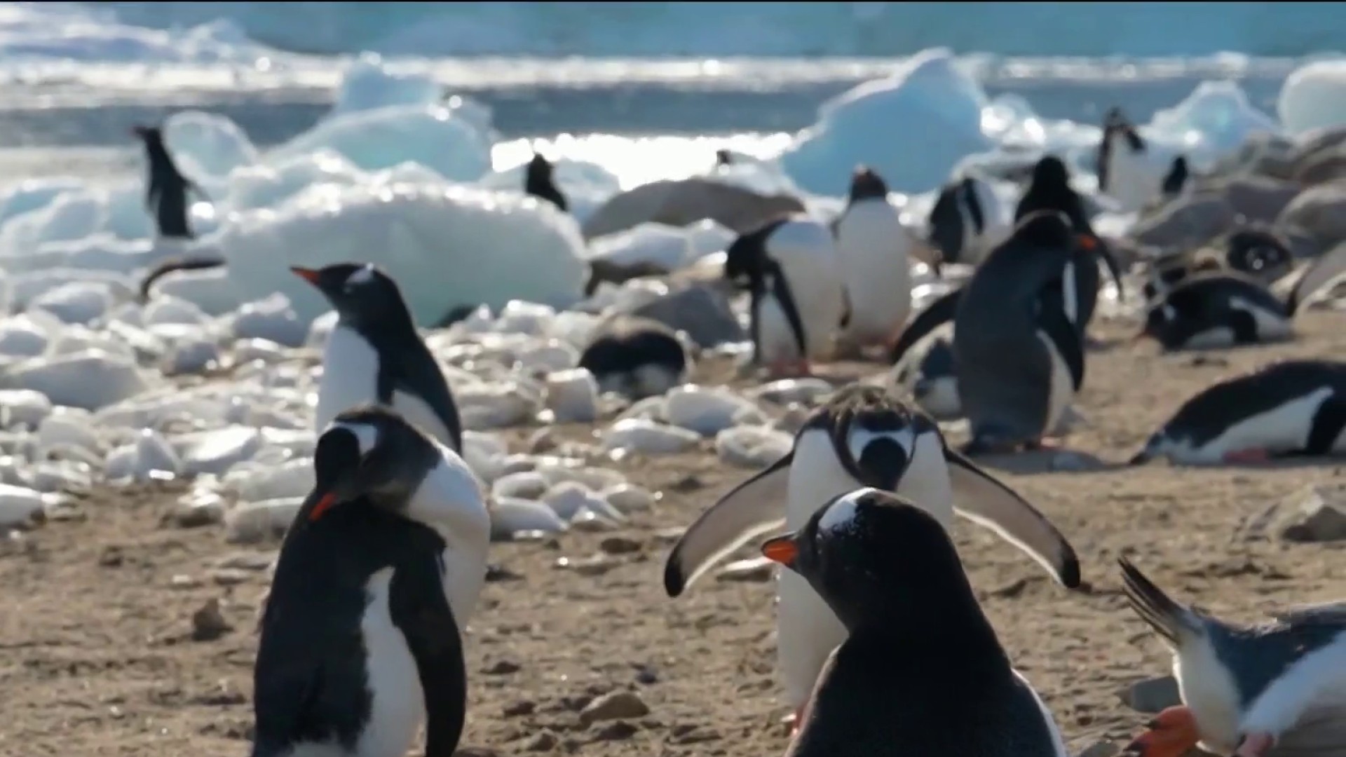 How Antarctica’s melting ice fuels global climate impact