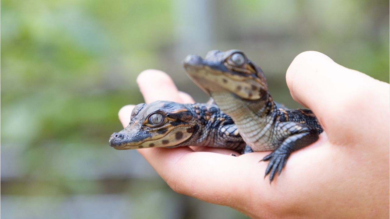 Two baby alligators hatch at the Australian Reptile Park