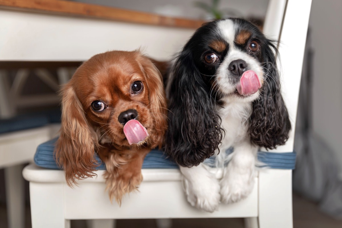 King Charles Spaniel Siblings Snag a Sandwich with Zero Remorse and Total Swagger
