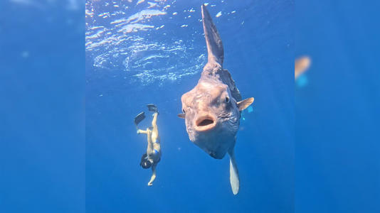 Watch as 5,000-pound sunfish dwarfs woman swimming during 'once-in-a ...
