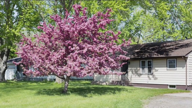 Grow with KARE: Things to consider before planting a tree