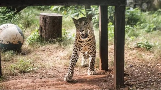 Stray leopard causes panic in Rehmankheda area