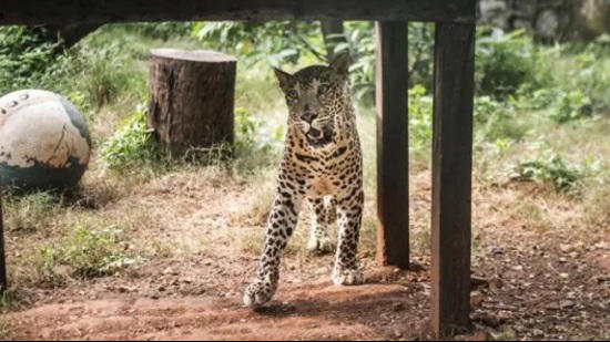 Stray leopard causes panic in Rehmankheda area