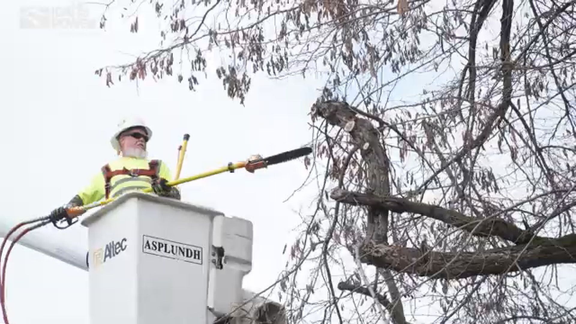 Carey resident upset after recent tree-cutting incident