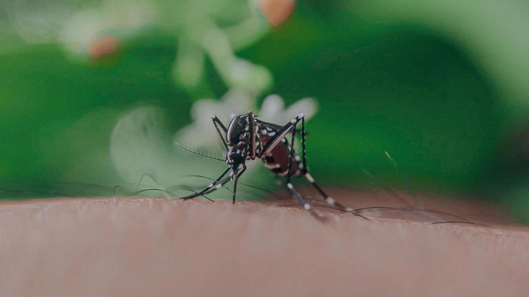 Cómo hacer una trampa efectiva para mosquitos