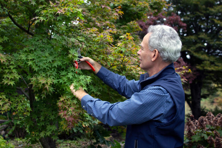 Expert advice on how to safely transplant a tree