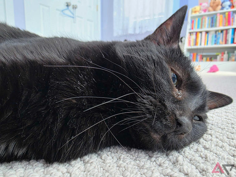 I took 100 cat photos on my Samsung Galaxy S25 Ultra and actually ...