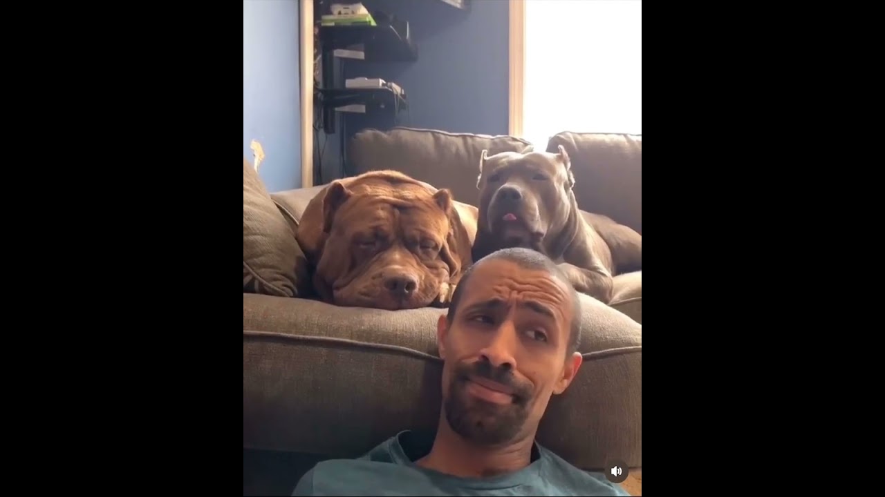 Owner answers hard-hitting questions while bonding with pit bulls