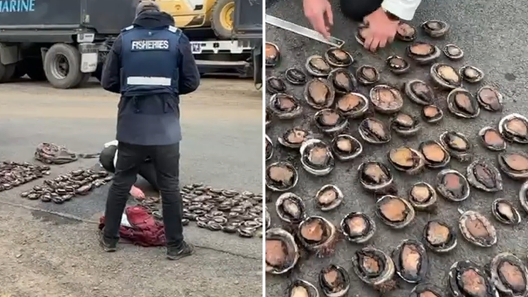 Alleged poachers busted with 56 times legal limit of abalone in Victoria