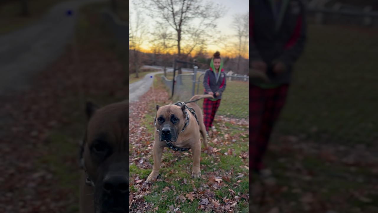 This Dog Is MASSIVE – Incredible Size and Power