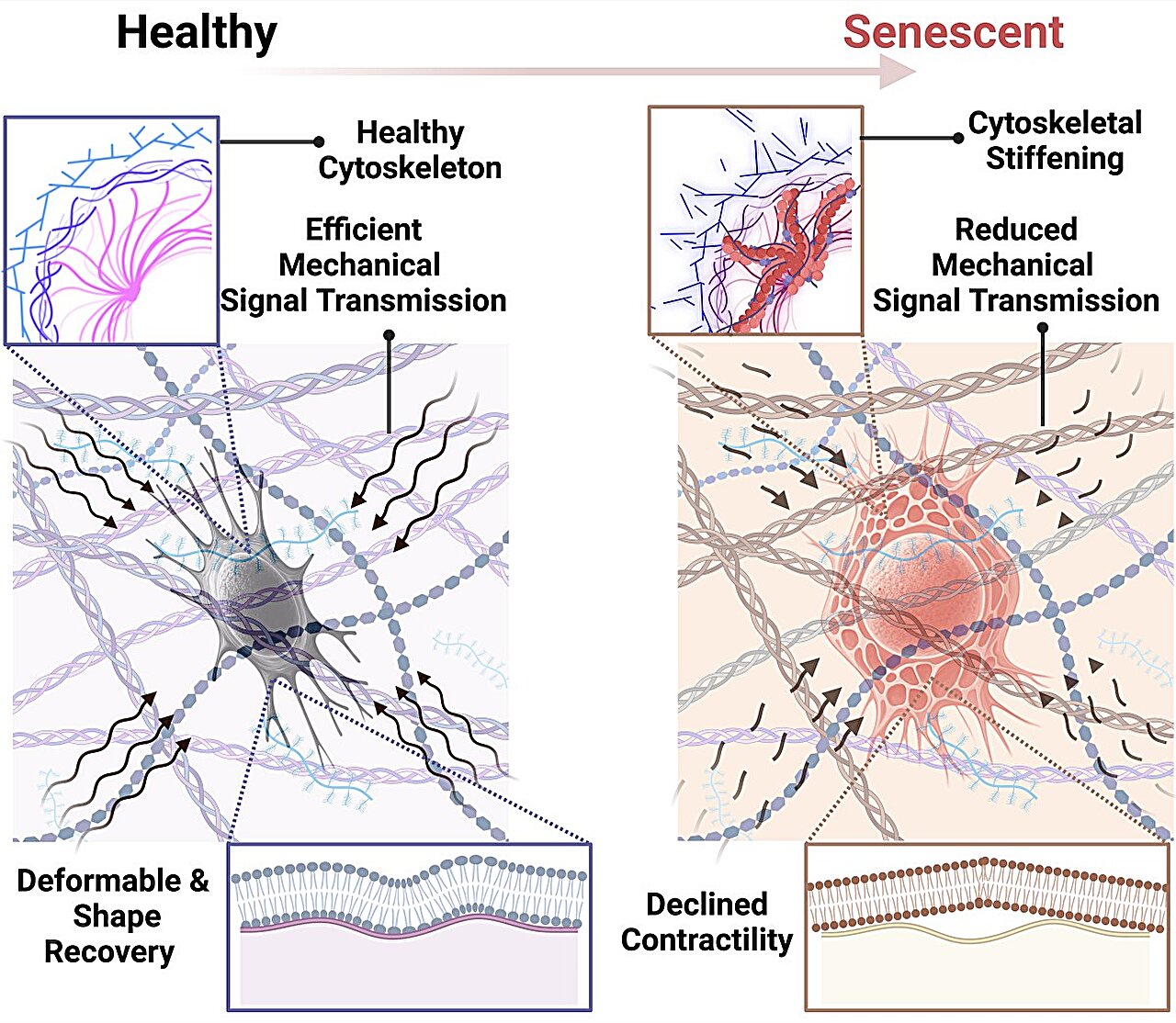Study reveals how aging affects bone cell structure and function