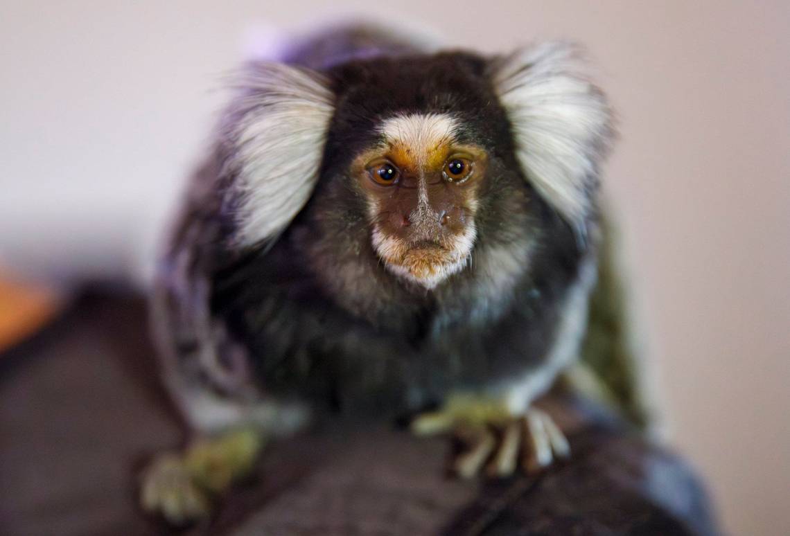 The cheeky monkeys that name their nearest and dearest