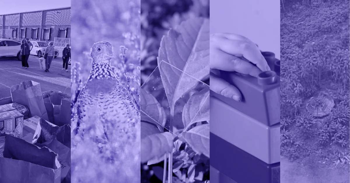 Good News This Week: April 5, 2025 - Plastic, Dolls, & Birds