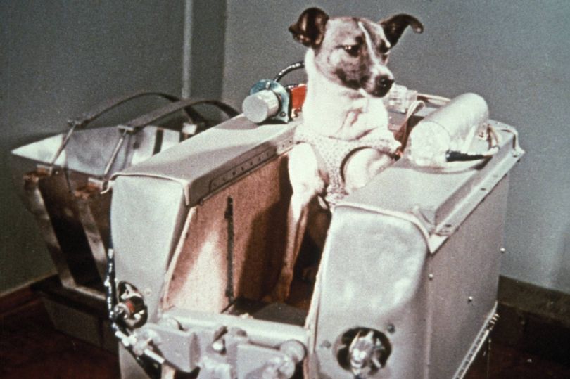 Heart-wrenching story of first dog in space who was sent on 'doomed ...