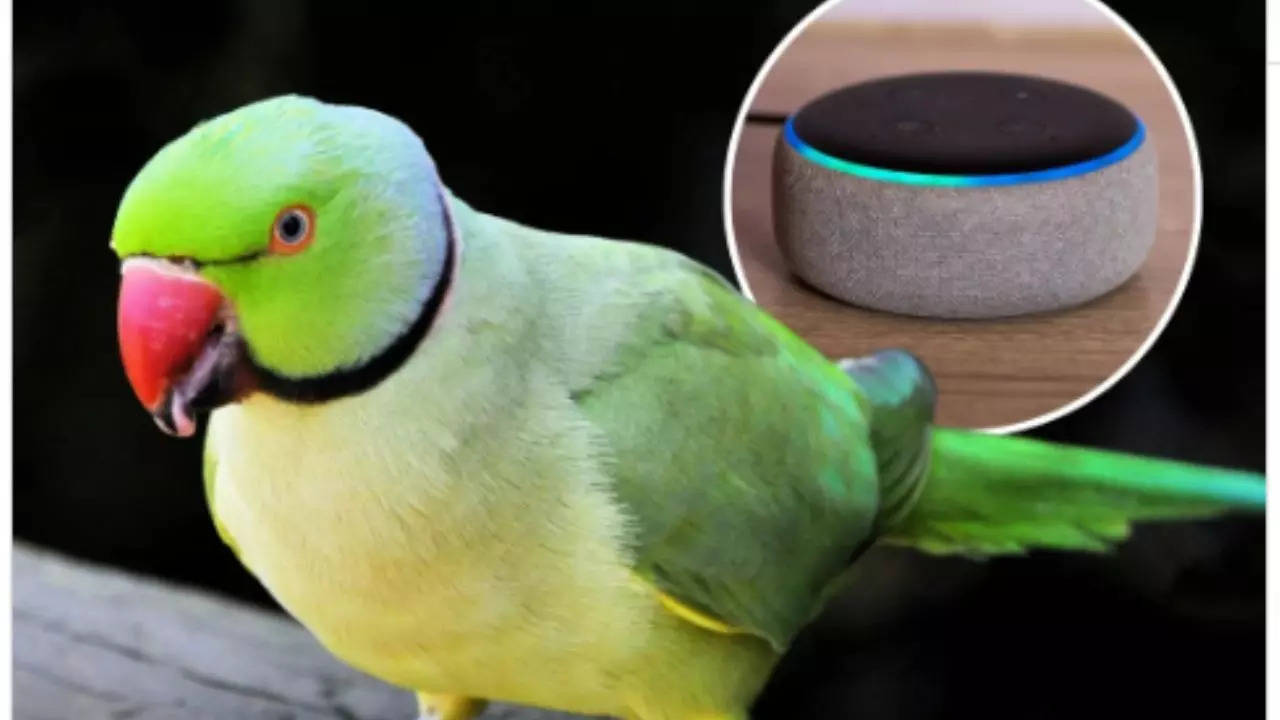 Parrot caught ordering items off Amazon's Alexa- here's what happened next