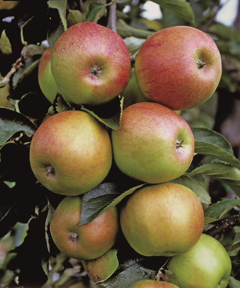 7 popular fruit trees that don't need winterizing in milder climates