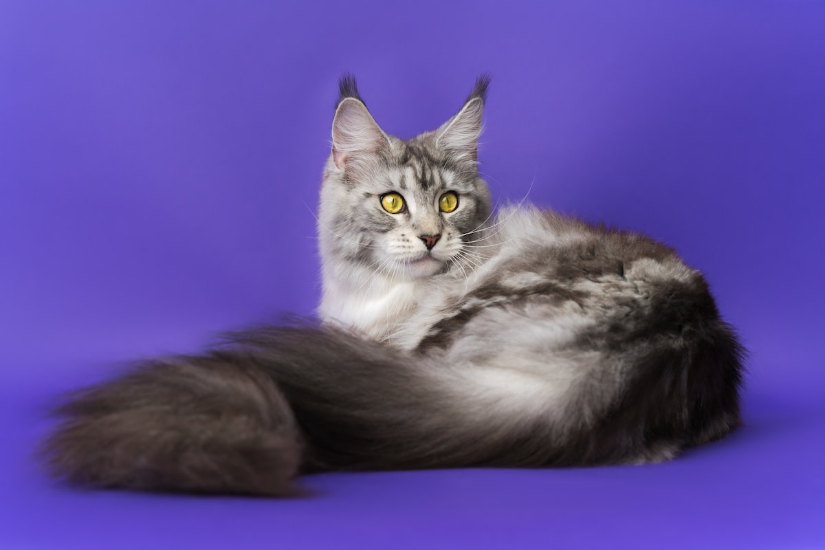 Minnesota Maine Coon Cat's Incredibly Long Tail Wins Guinness World Record