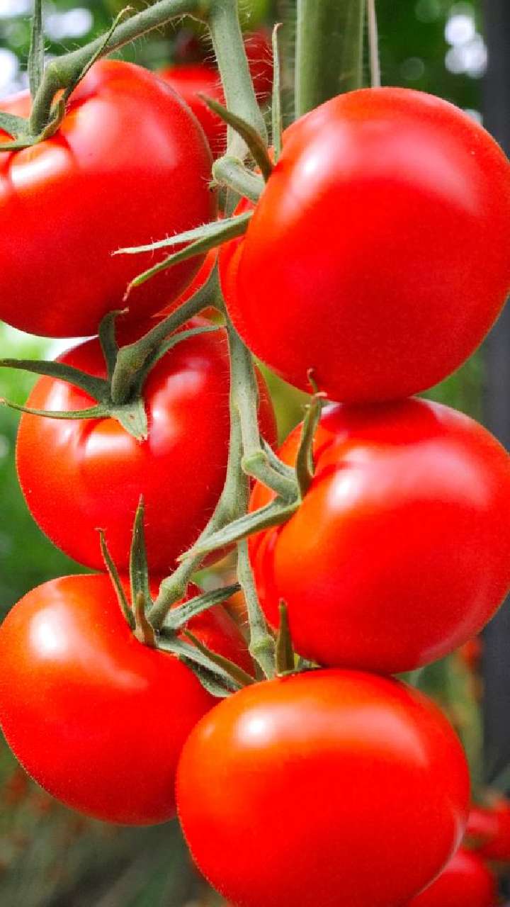 Is Tomato A Fruit Or Vegetable? Check The Surprising Answer!