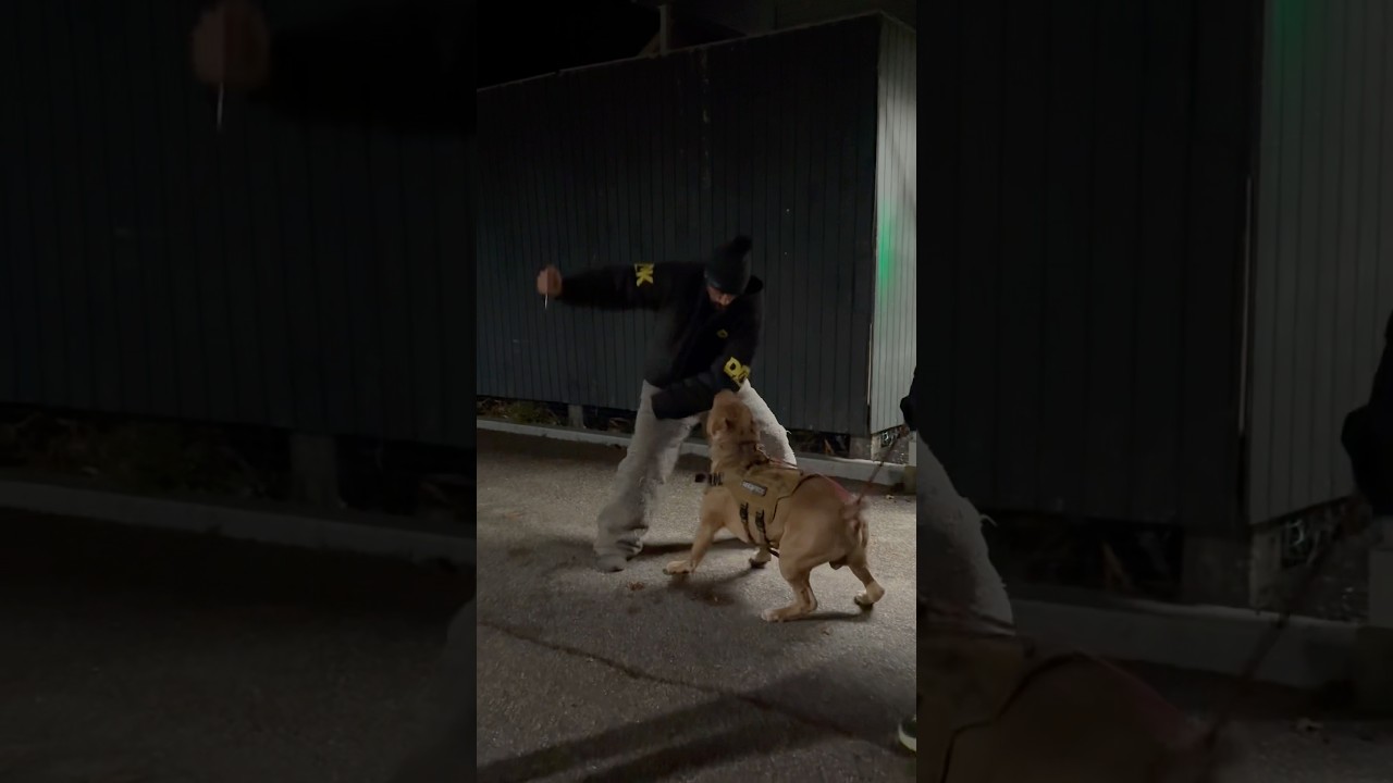 Incredible dog shows off amazing skills by disarming weapons