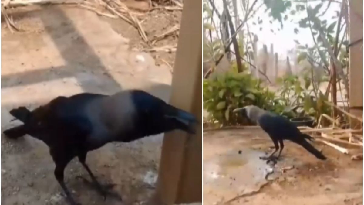 Ever seen a crow talk like a human? Rare videos of this bird in Palghar ...