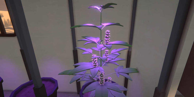 How To Get Coca Leaves In Schedule 1