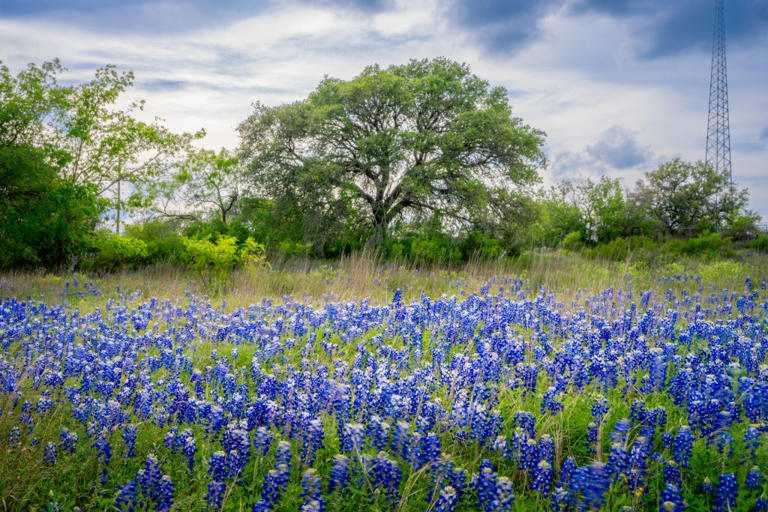 How Lady Bird Johnson helped cultivate bluebonnets along Texas highways