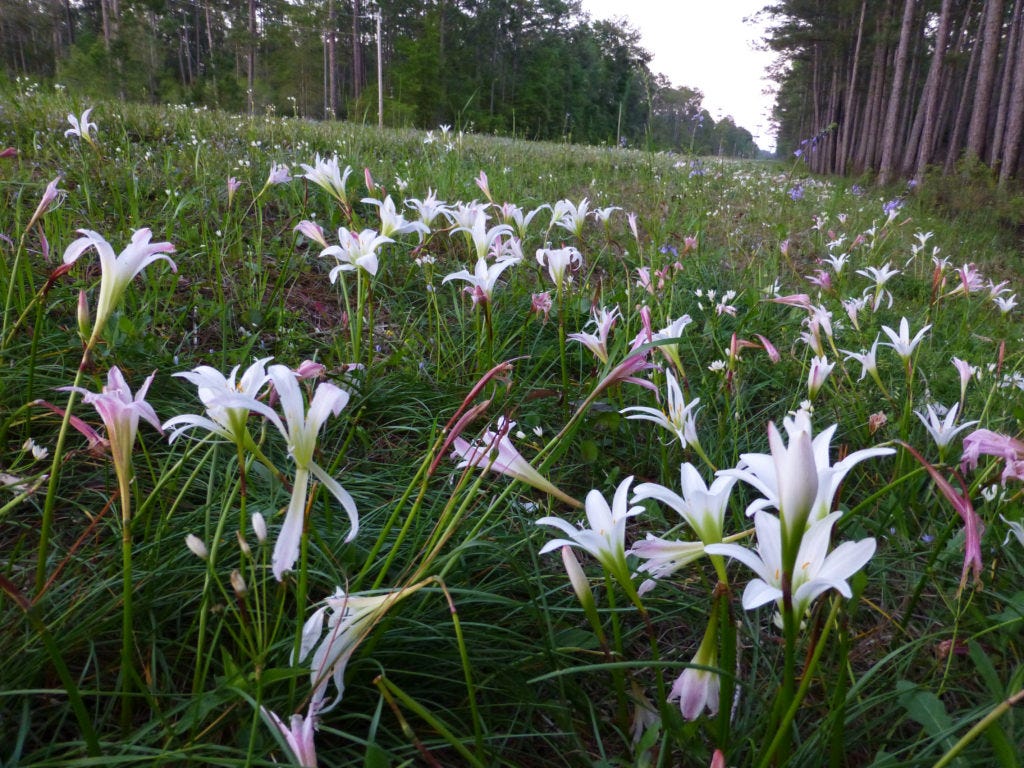 Making meaning out of suffering by telling the sad parts | Candace McKibben