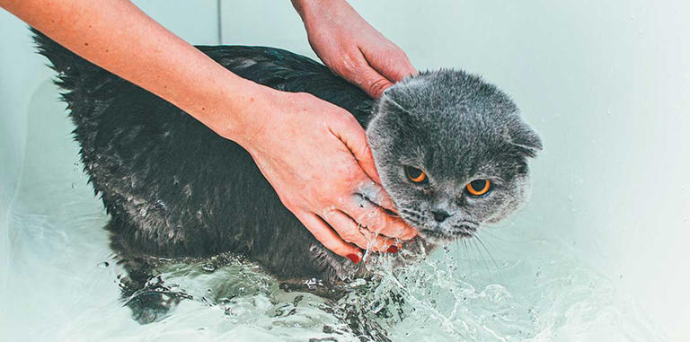 8 Tips on How to Give Your Cat a Bath