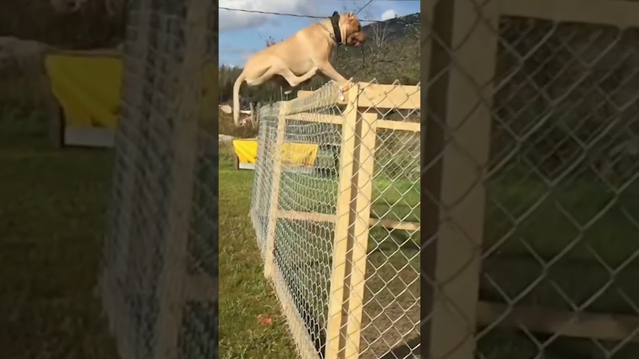 Trainer shows how patience unlocks progress in dog training