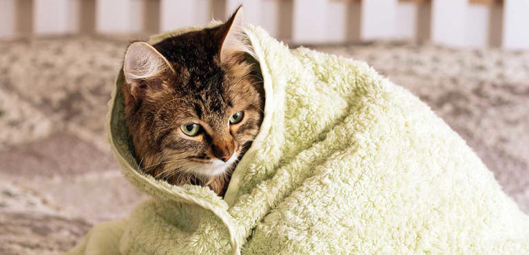 8 Tips on How to Give Your Cat a Bath