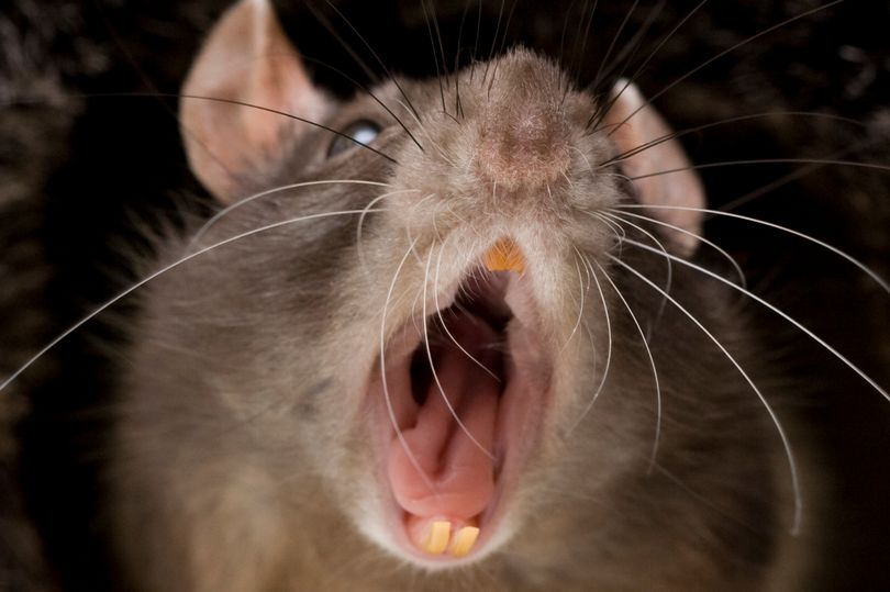 Four natural smells that keep rats and mice away from your home for good