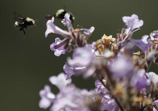 Hikers beware: A rash-causing plant is growing in fire-scarred Angeles ...