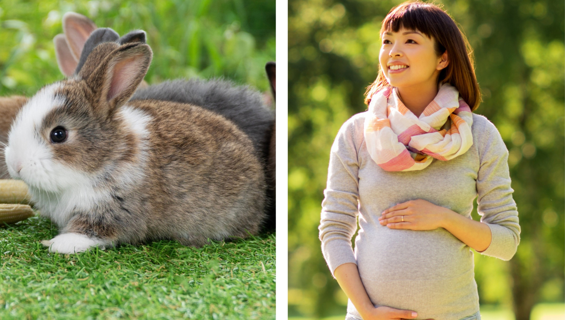 The rabbit test and other bizarre methods of detecting pregnancies from ...