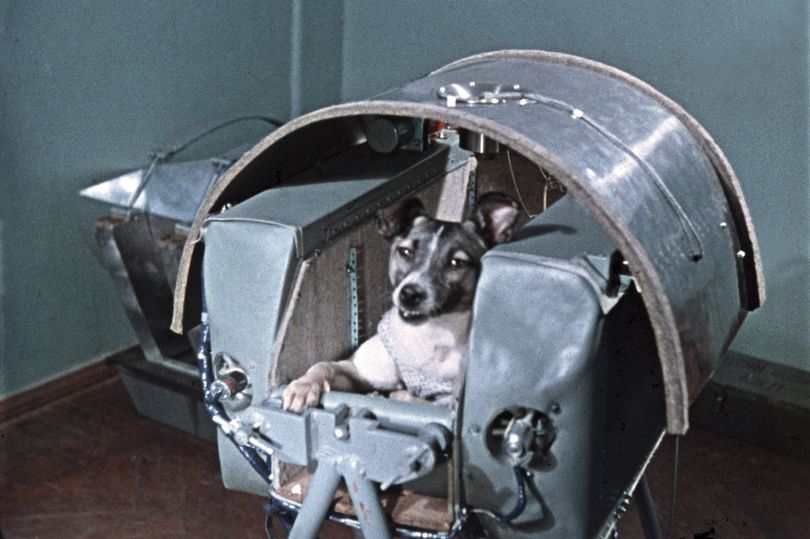 Heartbreaking tale of dog who was sent on doomed one-way mission to space