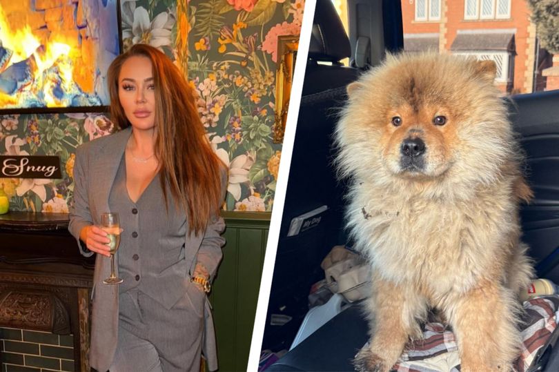 Glamour model Chelsea Ferguson helps 'abandoned' Chow Chow as over £ ...