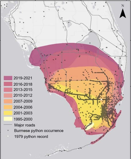 Burmese pythons are adapting, evolving and slithering around these ...
