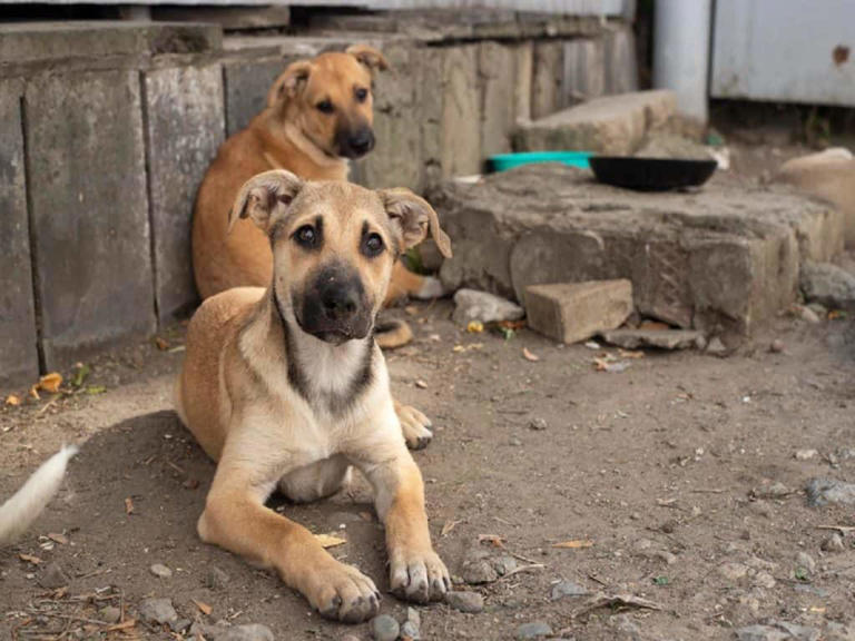 Manipur Rabies Outbreak: Check Out The Urgent Containment Measures ...
