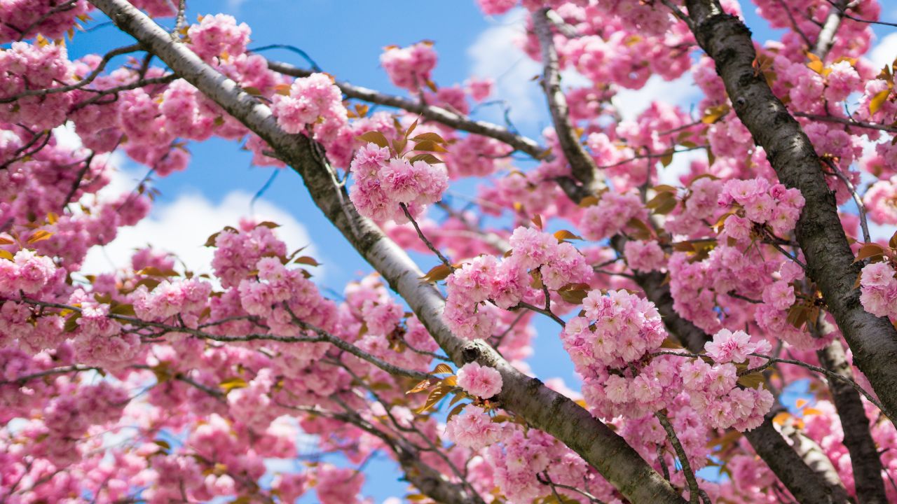 7 Beautiful Reliable Spring Flowering Trees