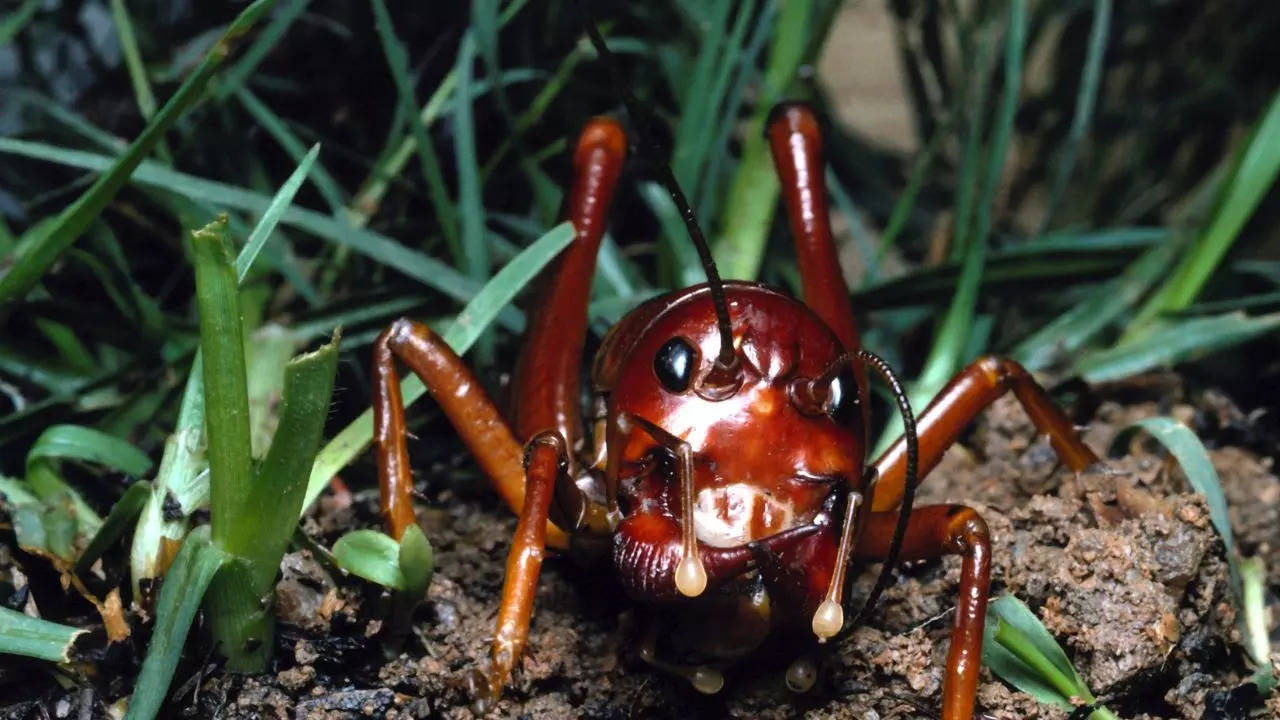 5 of the most dangerous insects on Earth and what makes them so deadly