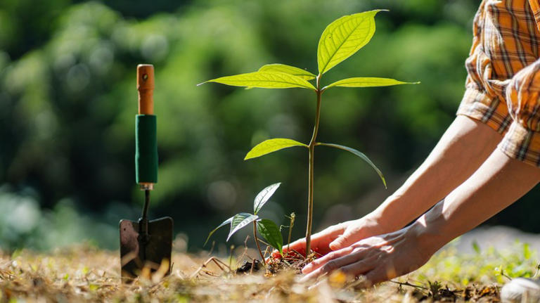 Grow Sweet Treats From Mother Nature With An Ice Cream Bean Fruit Tree