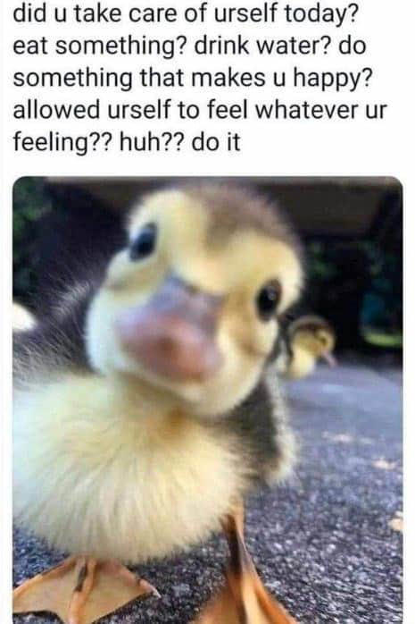 34 Hilariously Unhinged Wild Animal Memes You Didn’t Know You Needed Today